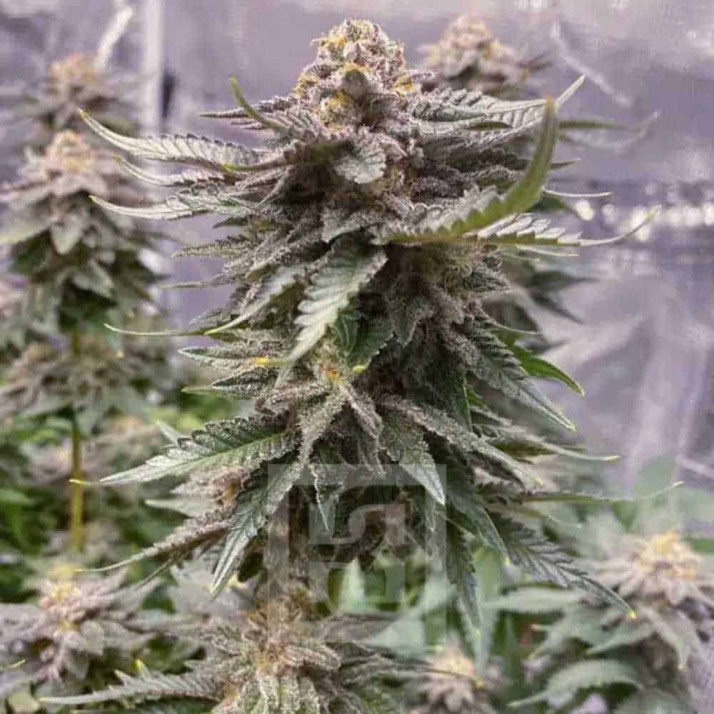 Girl Scout Cookies Blimburn