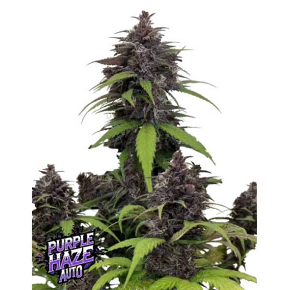 Purple Haze Auto FastBuds