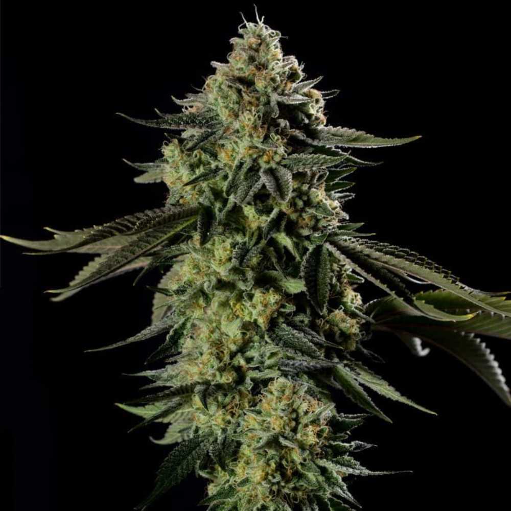 Rainbow Gas