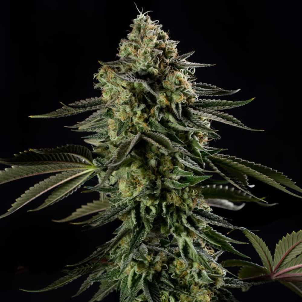 Rainbow Gas
