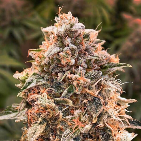 Auto Super Glue #4