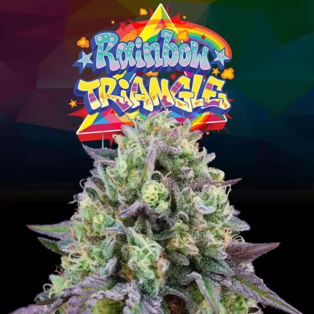 Rainbow Triangle